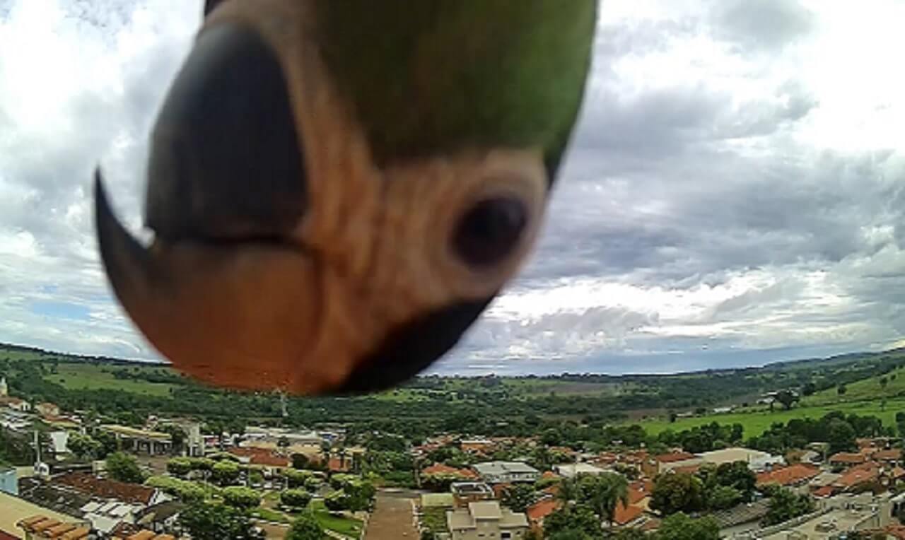 Visitante ilustre aparece na câmera de Caçu/GO, veja o vídeo - Clima ao ...