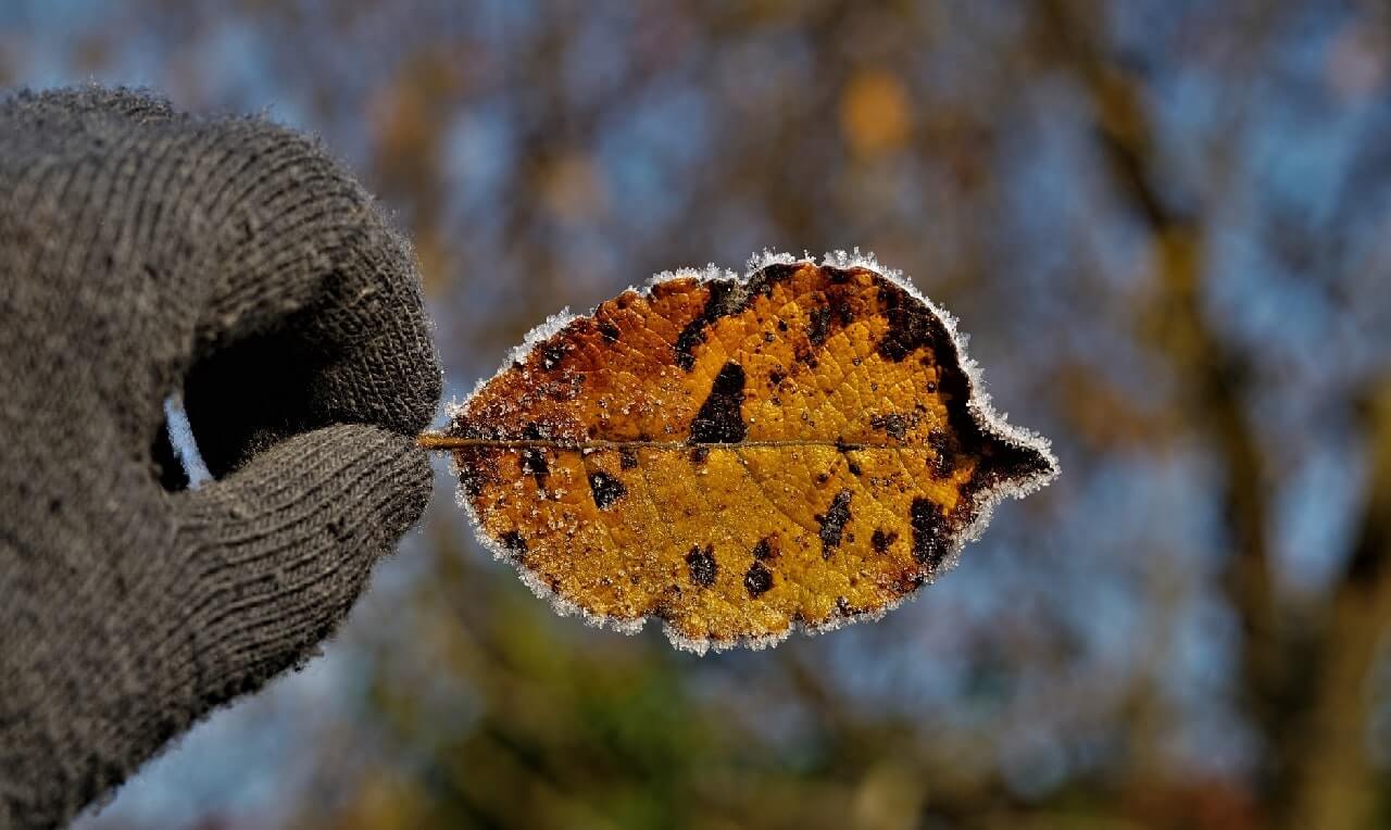Geada, frio intenso e pouca chuva para o Centro-Oeste - Clima ao Vivo